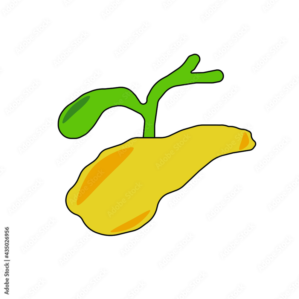 Pancreas and Gall Bladder 3D colored vector image on human body for ...