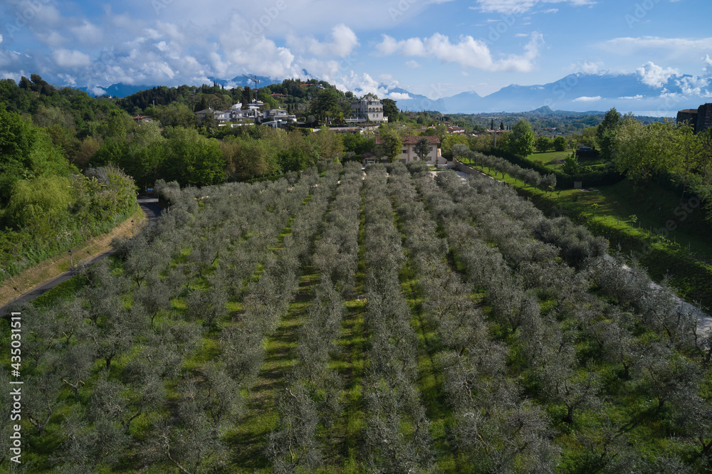 Top view of a grove of olive trees. Olive grove aerial view. Aerial ...