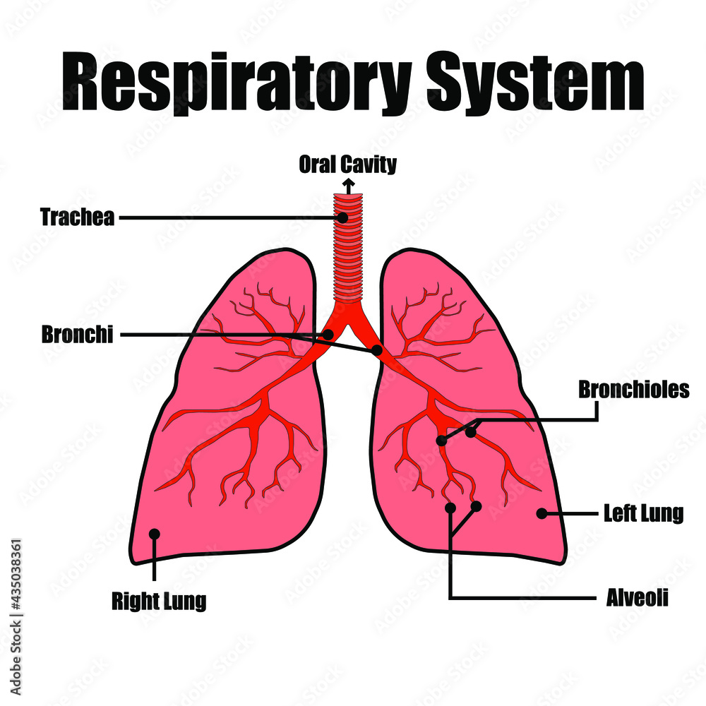 Vetor de Respiratory System 3D in animated color with labels for ...