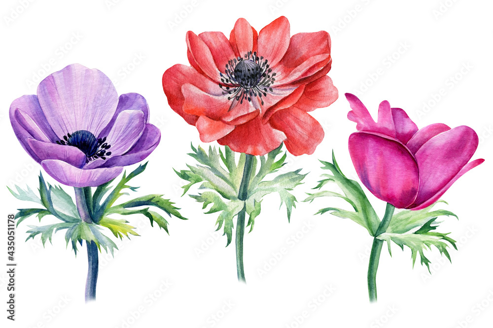 Set of colored anemone flowers, watercolor painting, hand drawing ...