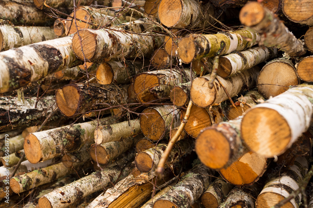 Deforestation, forest destruction. Timber harvesting. Pile, stack of ...
