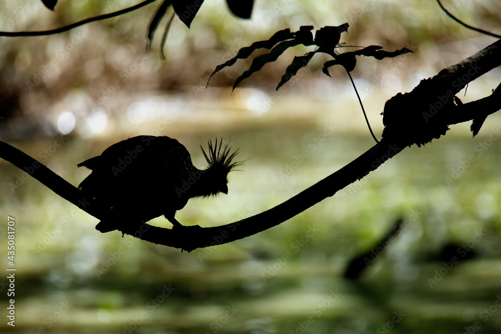 Hoatzin bird (Opisthocomus hoazin), Silhouetted, Ready to Jump from a ...