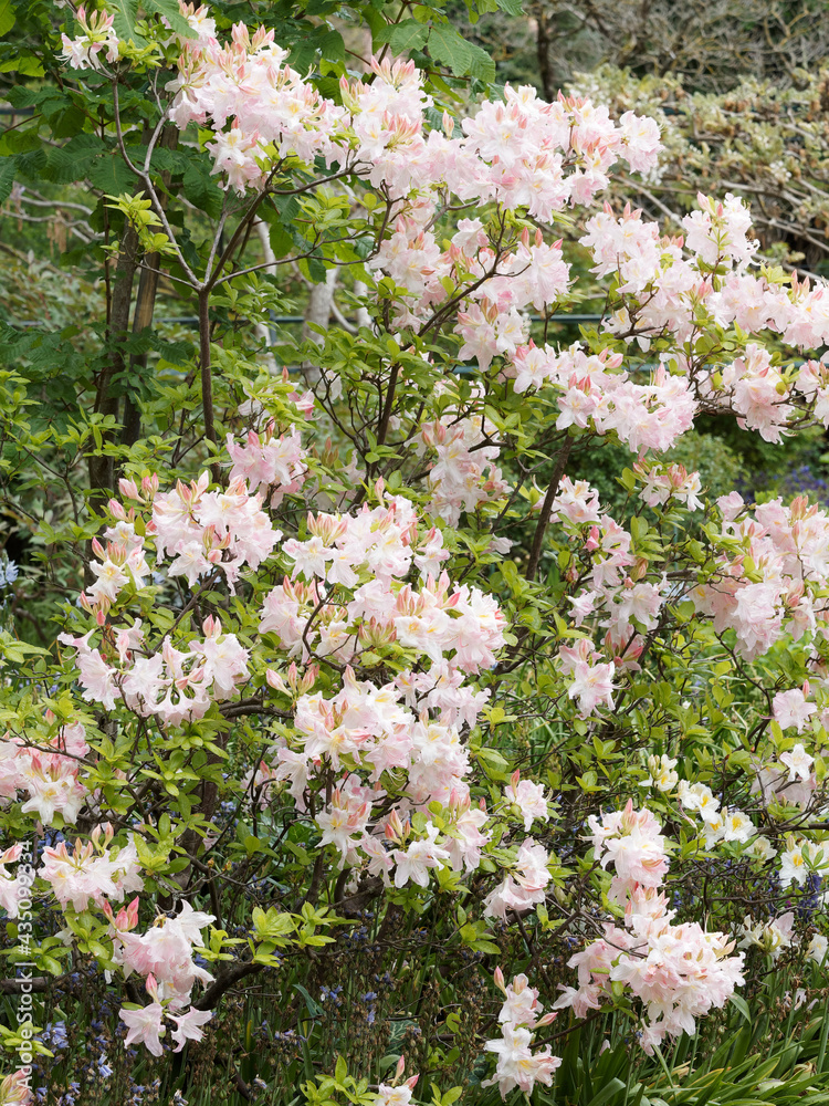 Shrub border of Rhododendron occidentale or western azalea (Azalea ...