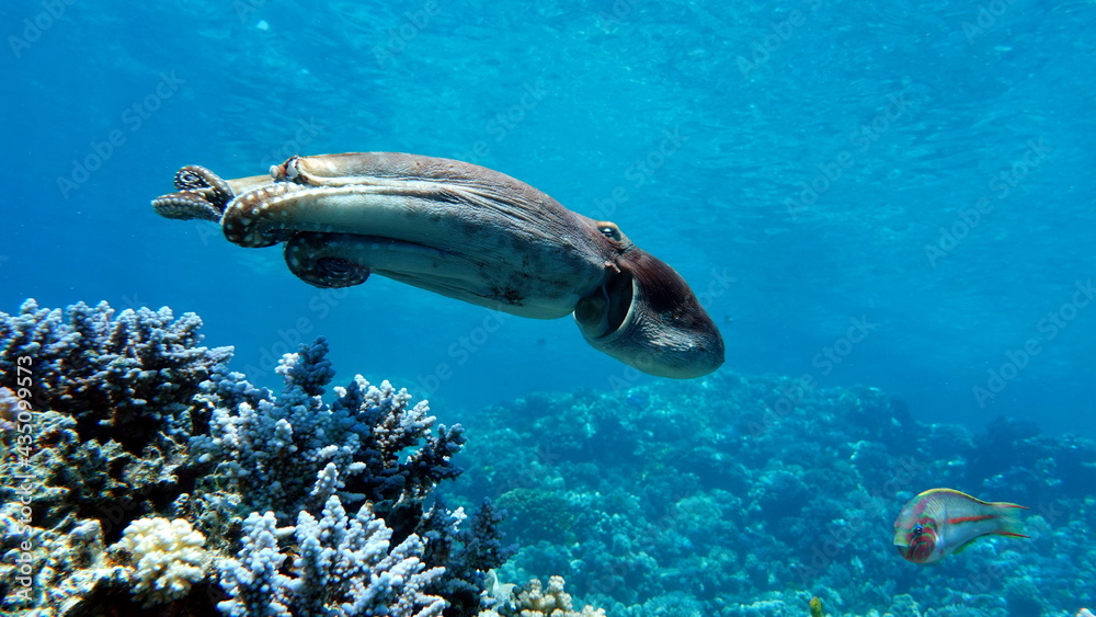Octopus. Big Blue Octopus on the Red Sea Reefs. Stock Photo | Adobe Stock