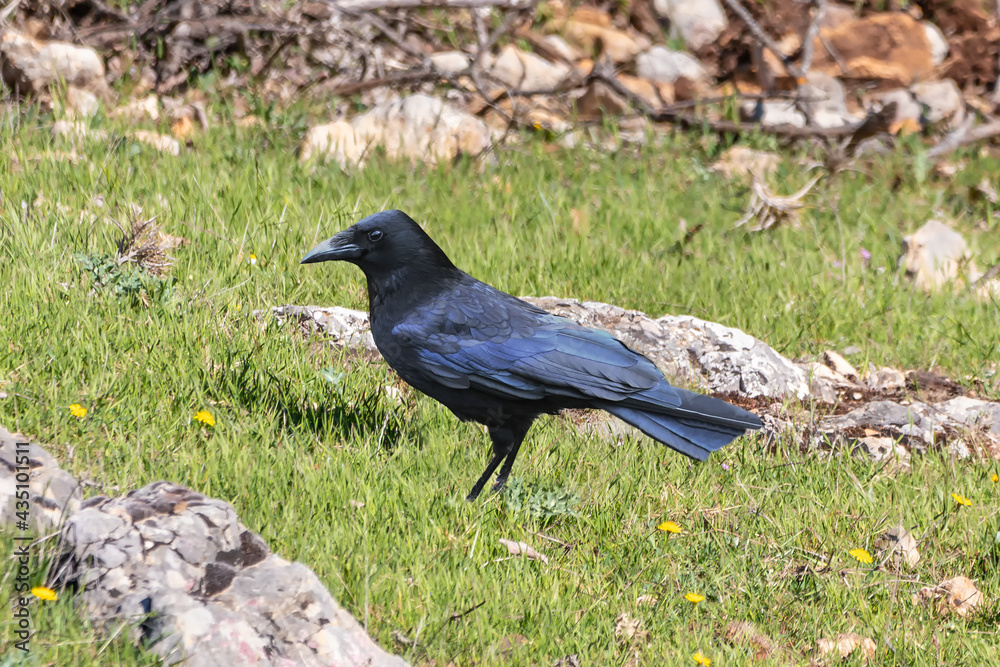 Carrion crow - Corvus corone - is a passerine bird of the family Corvidae and the genus Corvus ...