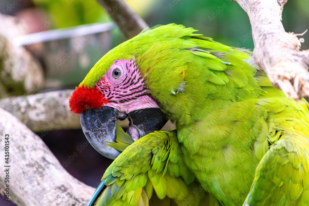 great green macaw (Ara ambiguus), also known as Buffon's macaw or the ...