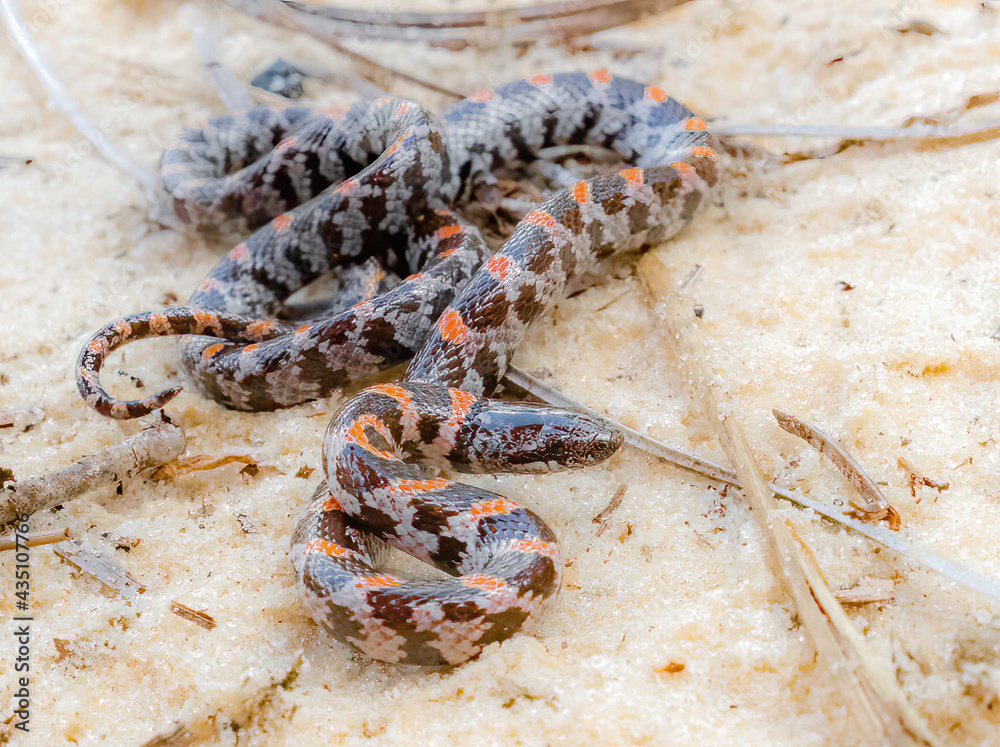 short tailed snake (Lampropeltis extenuata) with red dorsal blotched ...