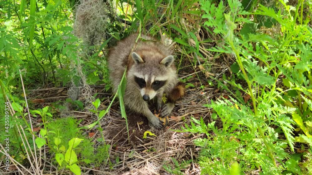 Raccoon feeds on turtle in florida wetland Stock Video | Adobe Stock