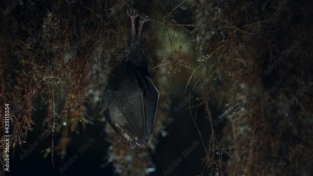 Close up small lesser horseshoe bat covered by wings, hanging upside ...