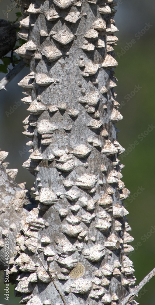 Zanthoxylum limonella (prickly ash, Hercules club, toothache tree ...