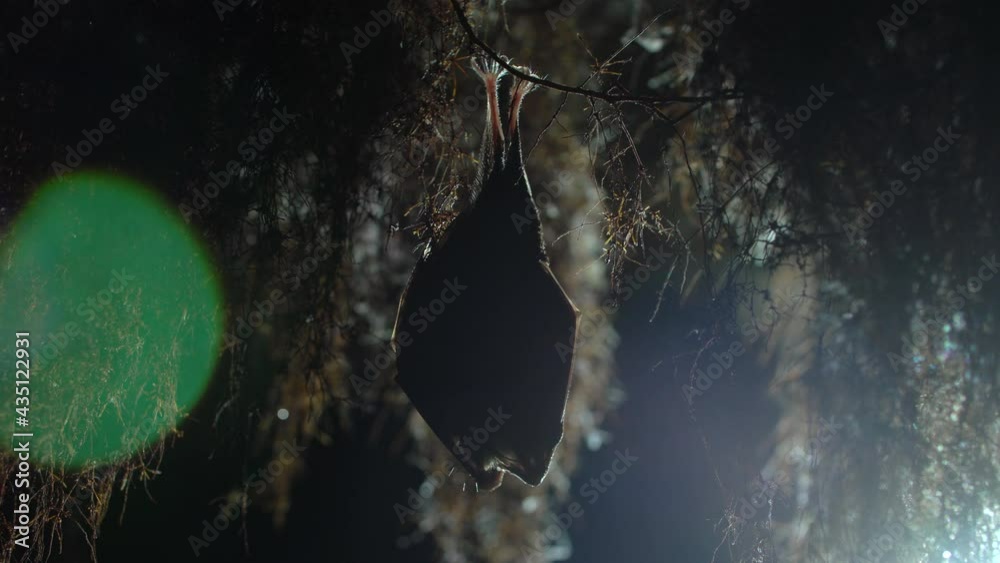 Close up small lesser horseshoe bat covered by wings, hanging upside ...