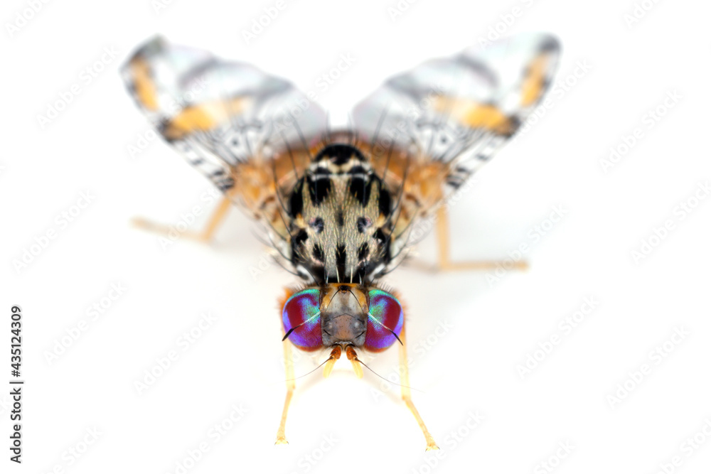 Fotografia do Stock: Mediterranean fruit fly or medfly (Ceratitis ...