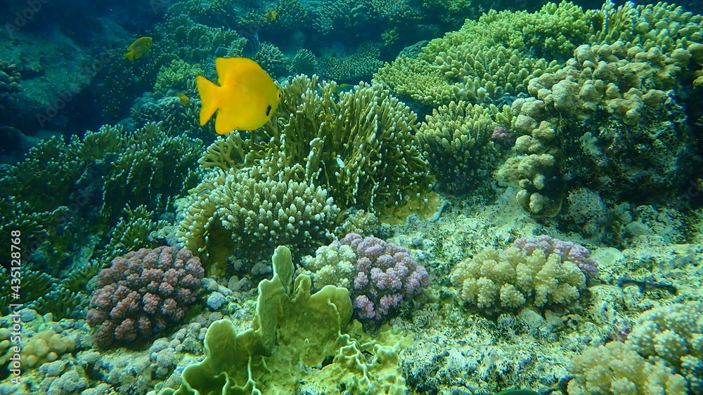 Stunning undersea coral reef view, Red Sea, Egypt, Sharm El Sheikh ...