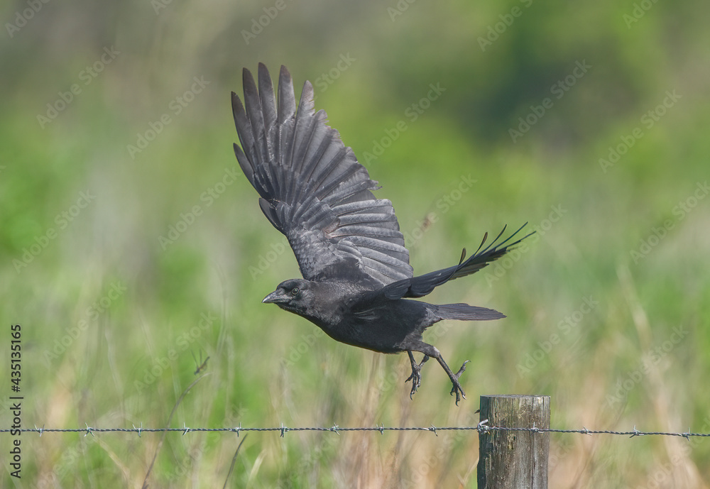 American crow (Corvus brachyrhynchos) flying from fence post in Florida ...