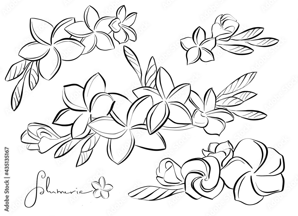 Plumeria line drawing. Set of buds of blooming plumeria flowers on a ...
