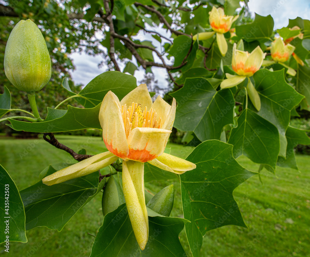 Liriodendron Tulipifera Flower