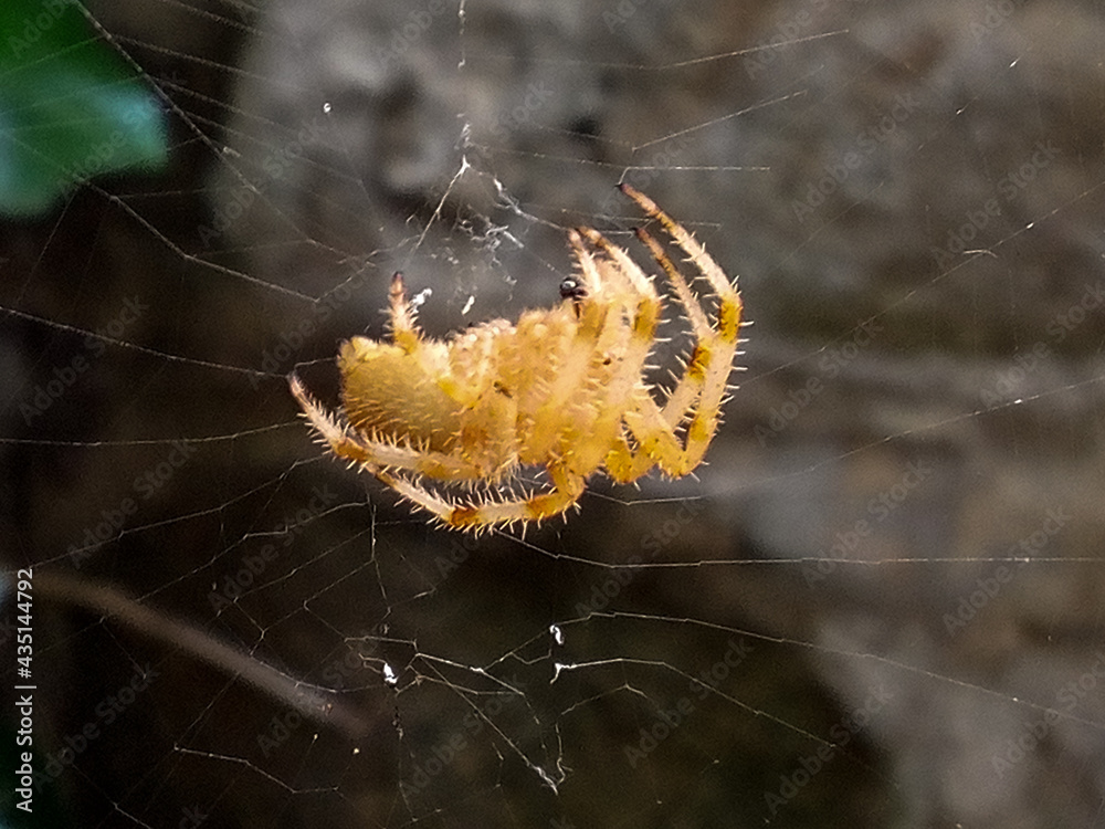 Magnificent orange-colored spider, the Araneus Pallidus (Pale Epeira ...
