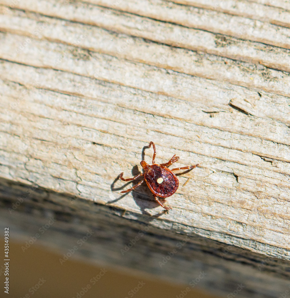 The white spot on its back identifies this tick as a female Long Star ...