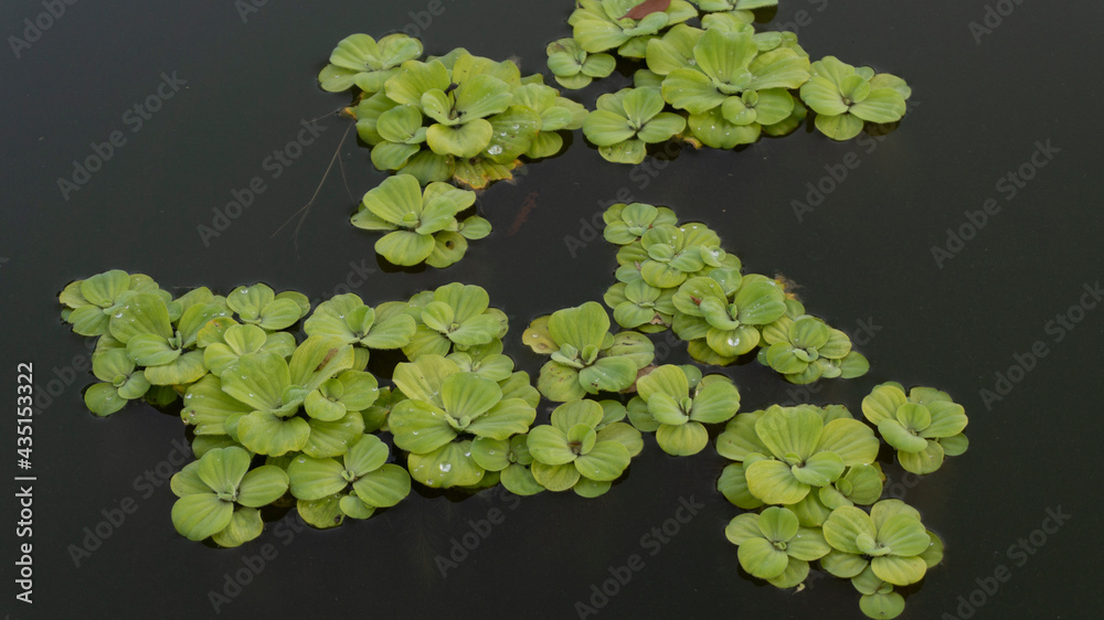 Pistia stratiotes, one of the aquatic plants that functions as an anti ...