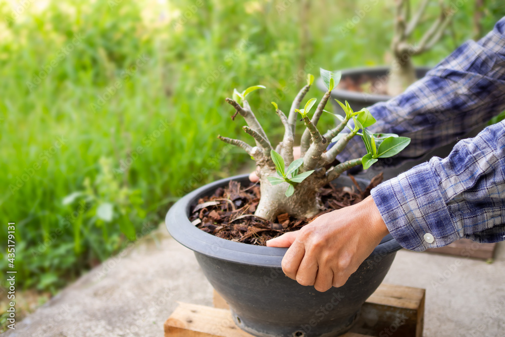 Hand farmer holding plastic plant pot with adenium obesum tree on grass ...