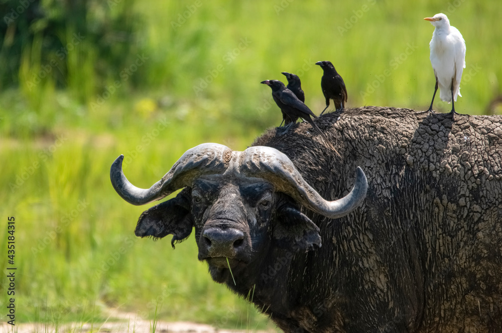 African buffalo in the pasture. Birds sit on its back. Murchison Falls ...