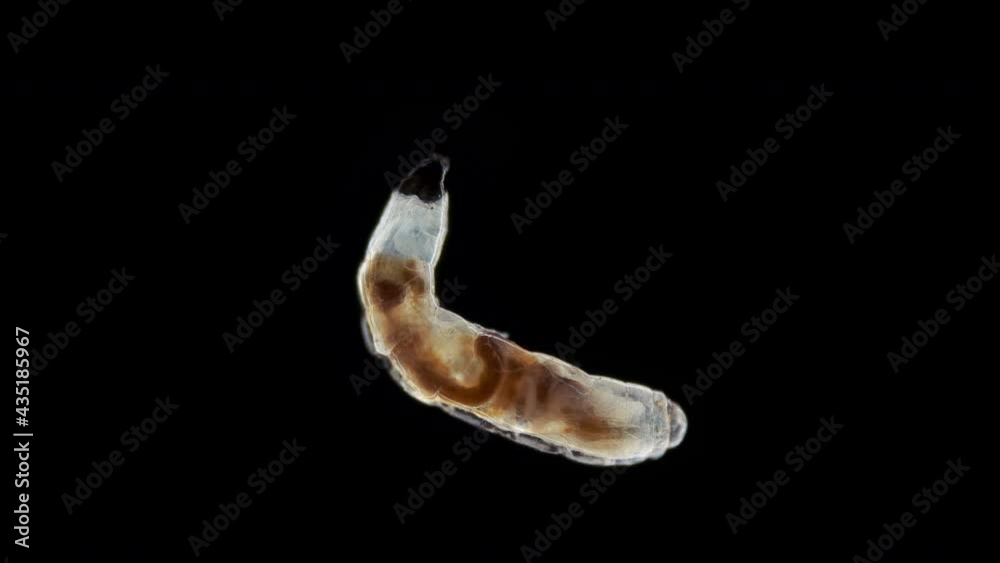 Larva of soil gnats, Sciaridae family under microscope. A well-known ...
