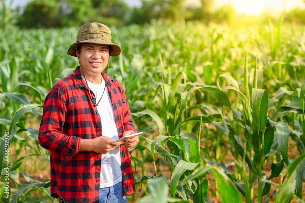 Young farmer or owner of a corn plantation Worked in a corn field using ...