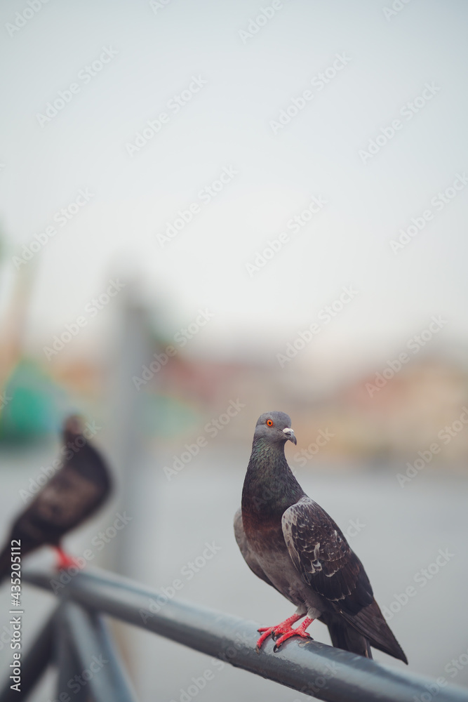 Pigeon birds standing together with friends.Pigeons sitting.Isolated ...