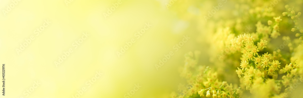 Nature of flower in garden using as cover page background natural flora ...