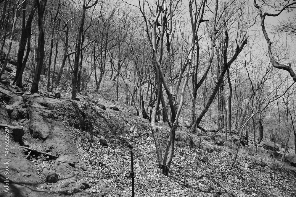 Dead jungle and forest with dry trees with no leaves black and white ...
