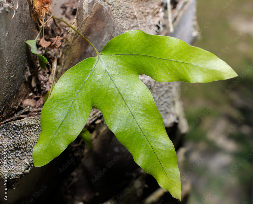 Wild Florida Phlebodium aureum - Cabbage Palm Fern Golden Polypody Gold ...