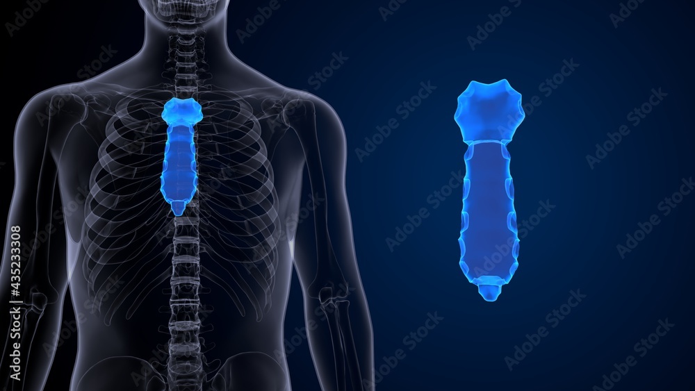 3d render of human body skeleton sternum bone anatomy Stock ...