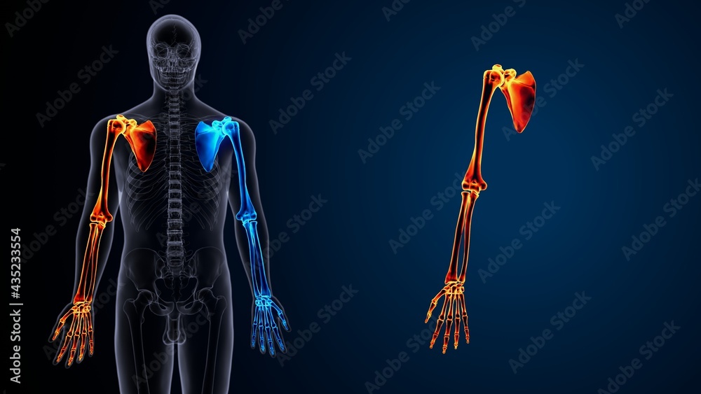 Human Skeleton Upper Limbs Anatomy 3D Illustration Stock Illustration ...