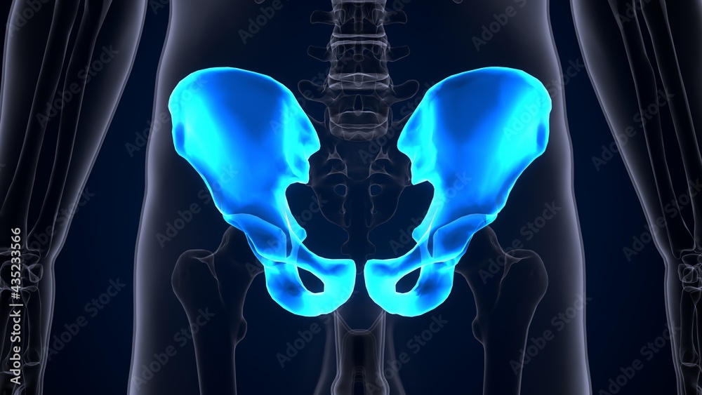 3d illustration of human skeleton pelvis bone anatomy Stock ...