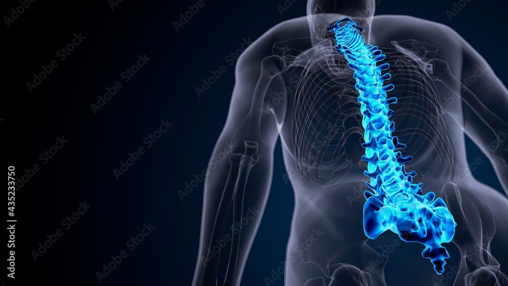 3d illustration of human male skeleton spine anatomy system Stock ...