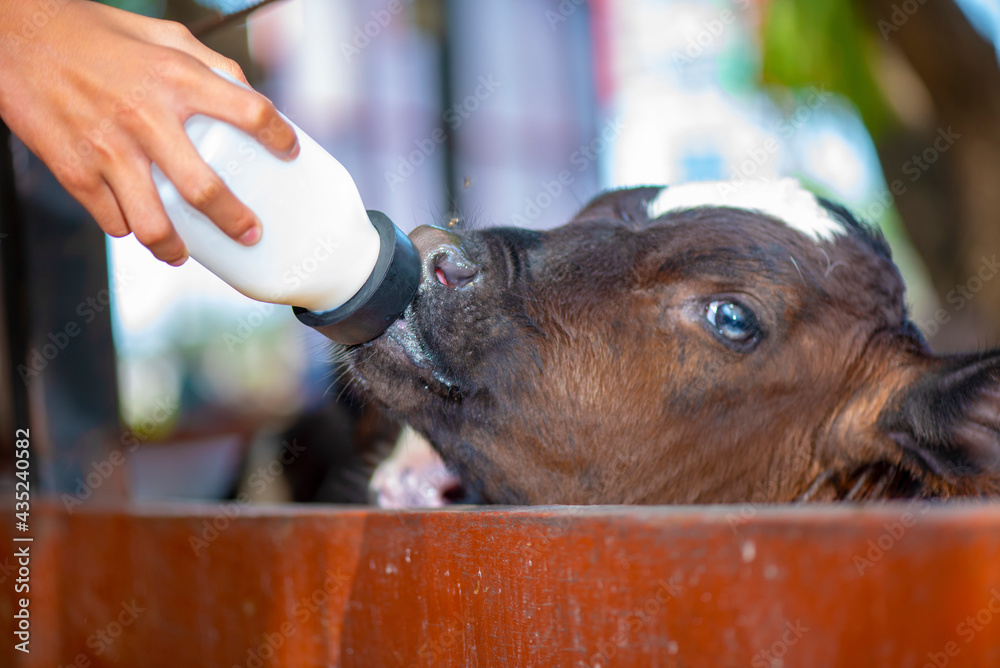 Foto de A farmer gives to drink a milk to calf cub by bottle to make it ...