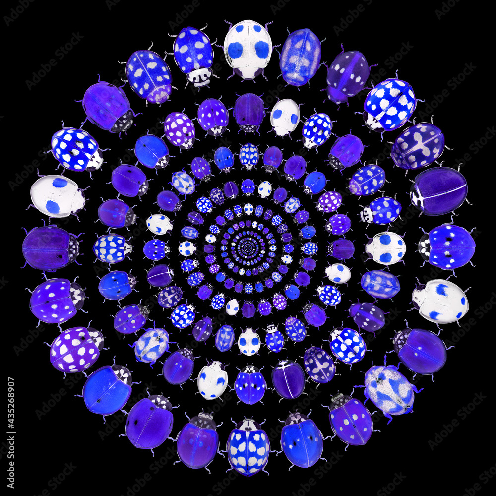 Beetles. Circular design with ladybugs (ladybird beetles) (Coleoptera ...