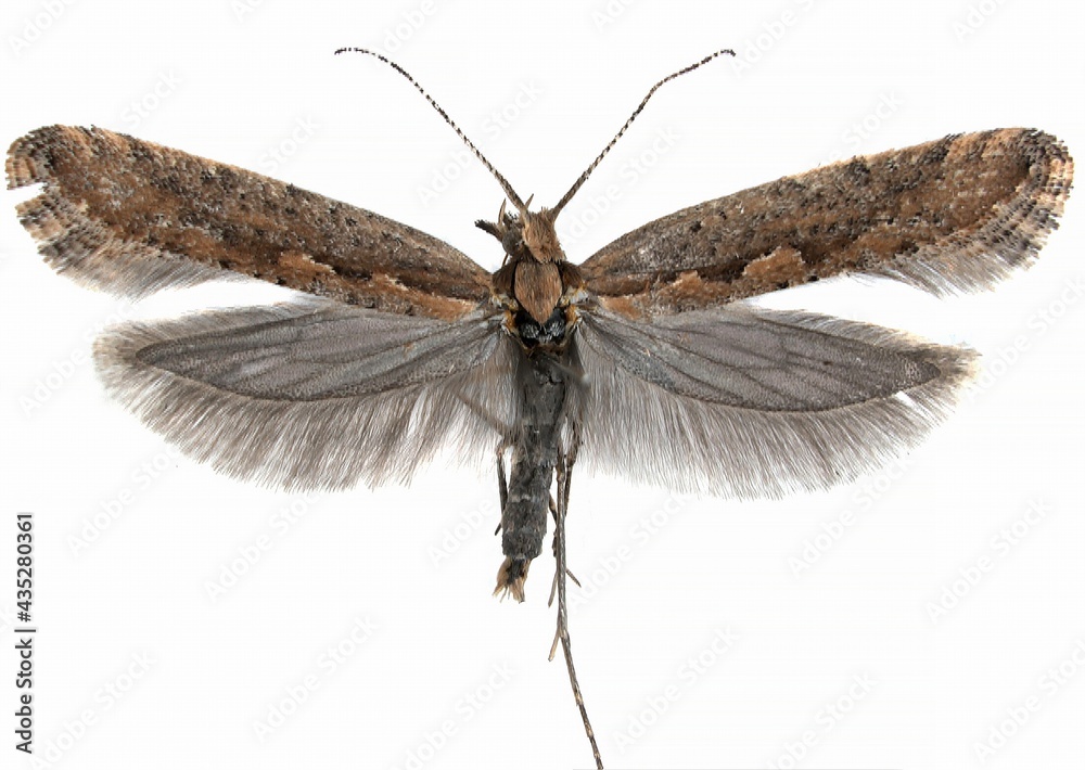 Diamond-back moth (Plutella xylostella) on Rapeseed. Migratory insect ...