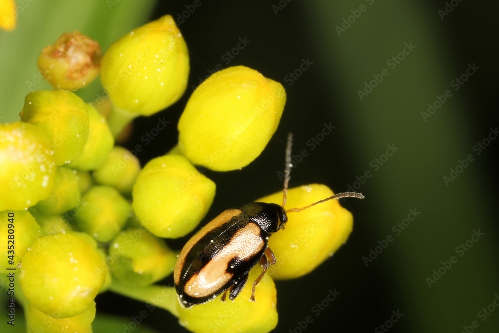 Phyllotreta nemorum, the turnip flea beetle or yellow-striped flea ...