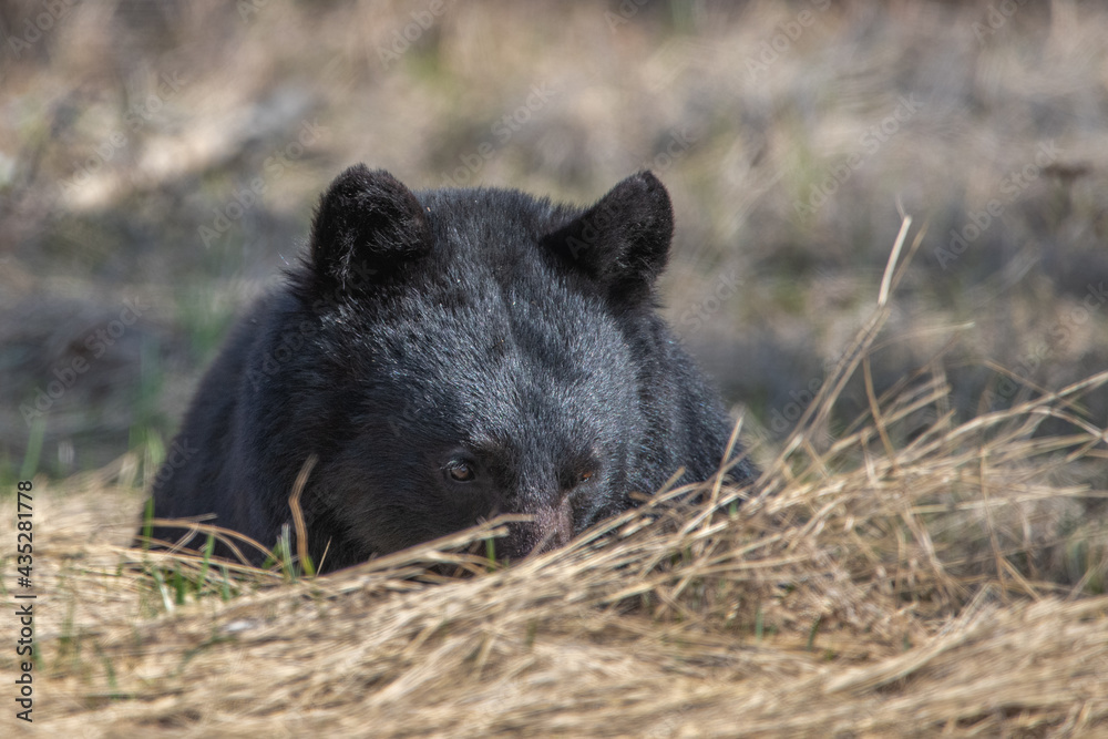 Black Bear Ears