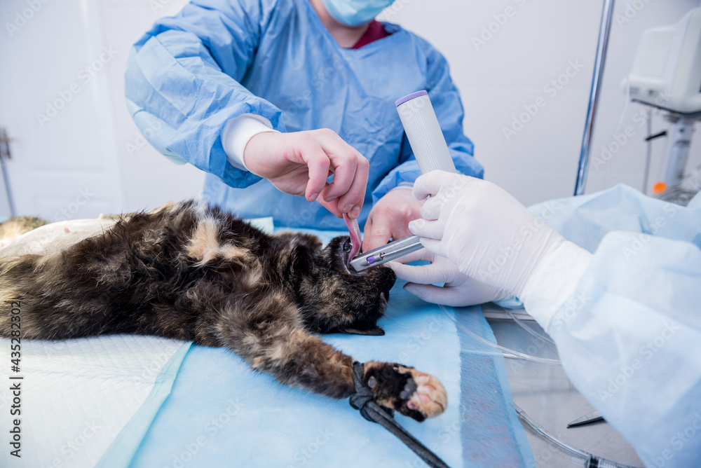 Veterinary surgeon is preparing cat for neutering surgery. Stock Photo ...
