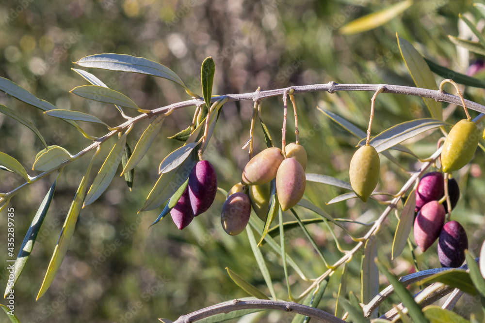 Kalamata olive tree branch with ripe and unripe olives, blurred ...