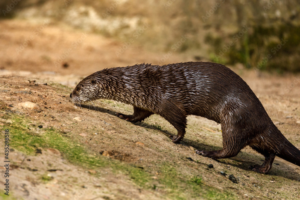 North American river otter, Lontra canadensis, sniffs about prey on ...