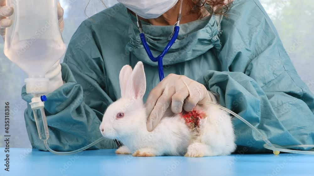 Sick white rabbit with big wound in veterinary clinic. Domestic animals ...