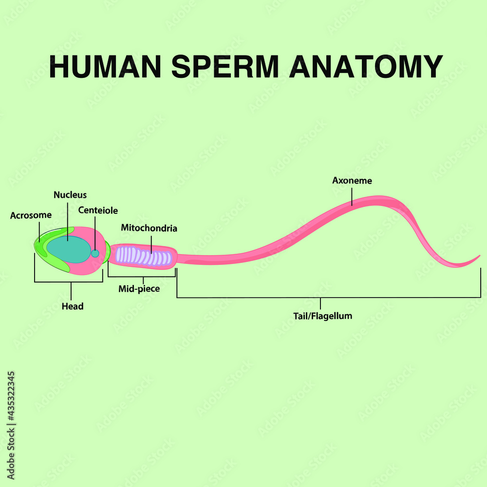 Human sperm anatomy with axoneme, tail, flagellum, mid piece ...