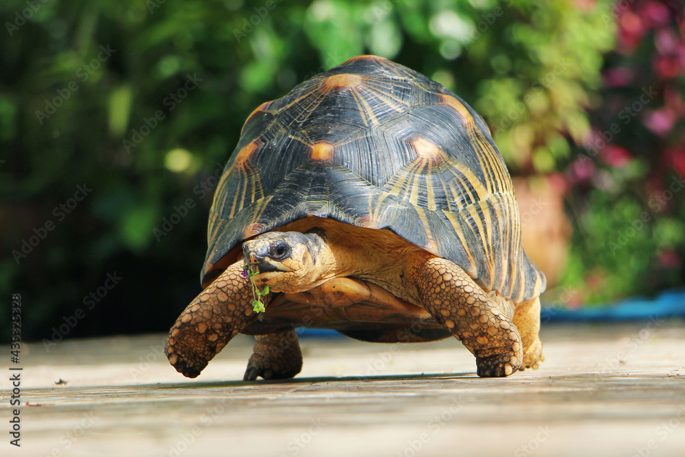 Poster Portrait of radiated tortoise,The radiated tortoise eating ...