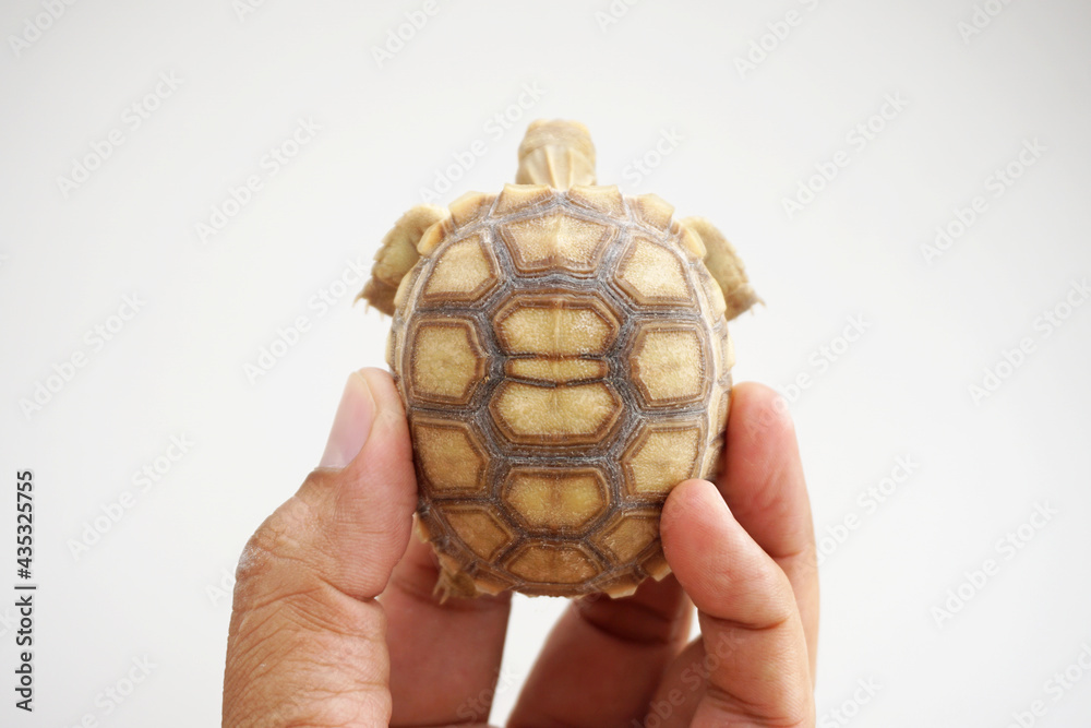 Tortoise on the hands of man (African spurred tortoise ),Cute portrait ...