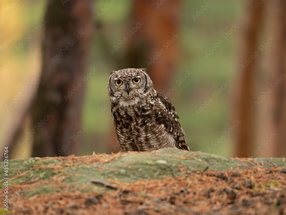 Bubo africanus, Spotted eagle-owl, Lake Kariba, Zimbabwe. Bird siting ...