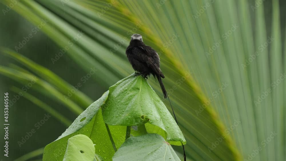 Long-tailed Tyrant - Colonia colonus bird in Tyrannidae genus Colonia ...