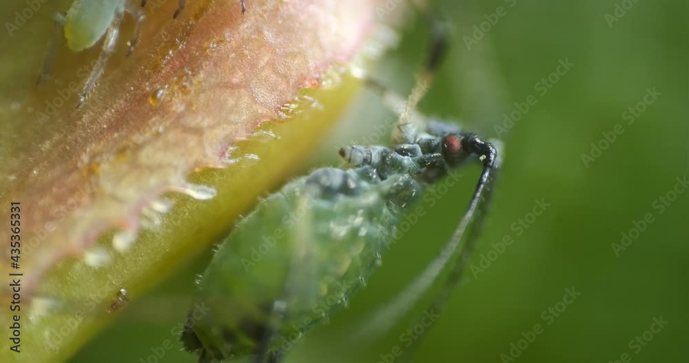 Aphids suck the sap from the petiole of a leaft.Highly zoomed macro ...